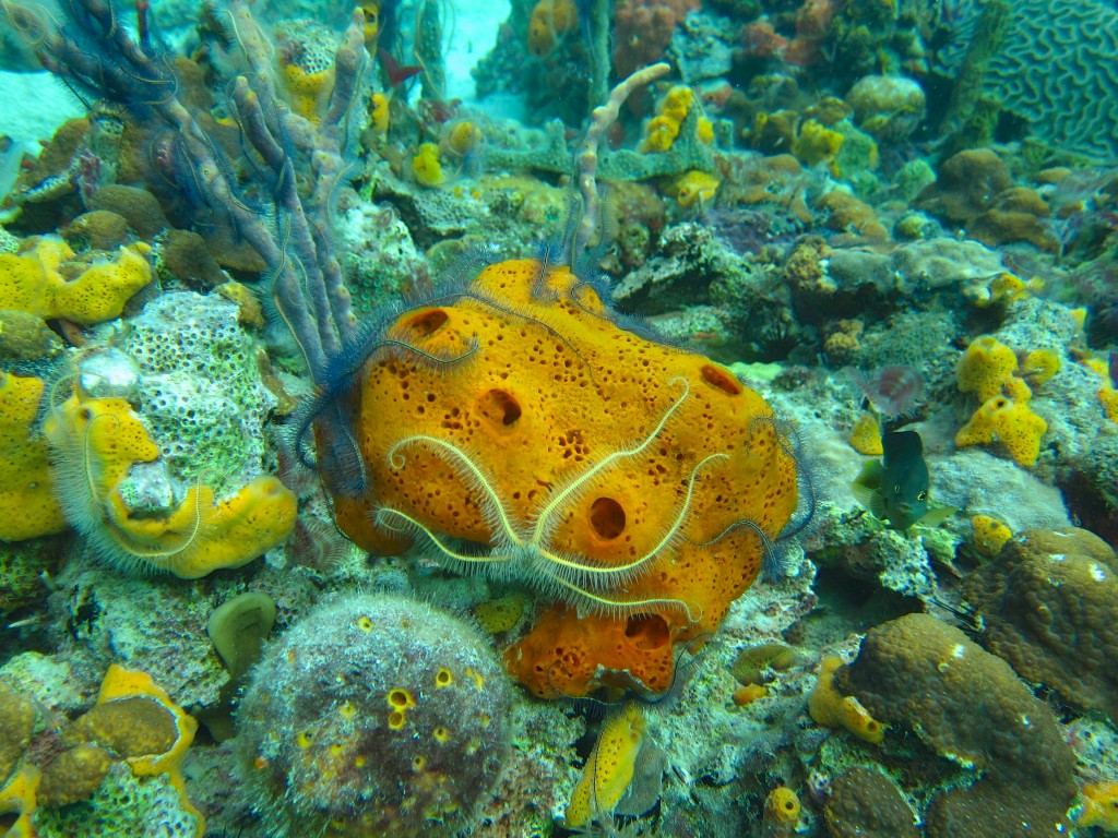 Scuba Diving in Bocas del Toro • The Blonde Abroad