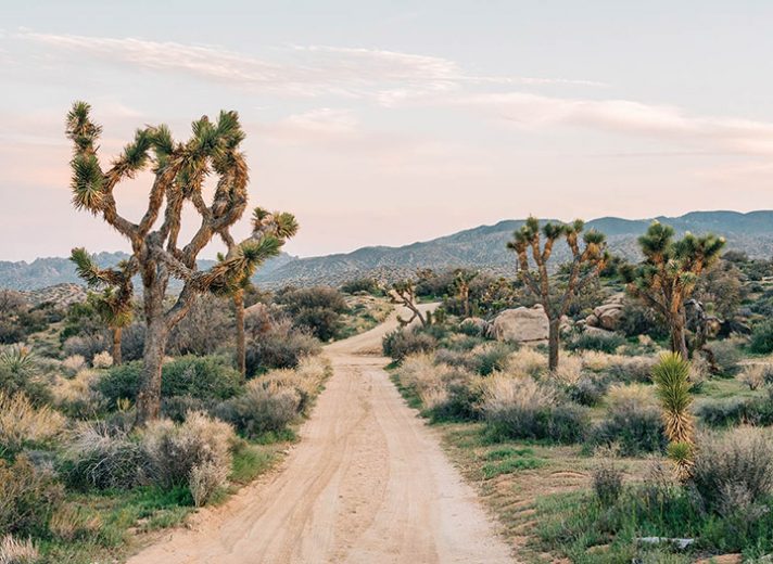 The Ultimate Guide to Joshua Tree in a Weekend • The Blonde Abroad