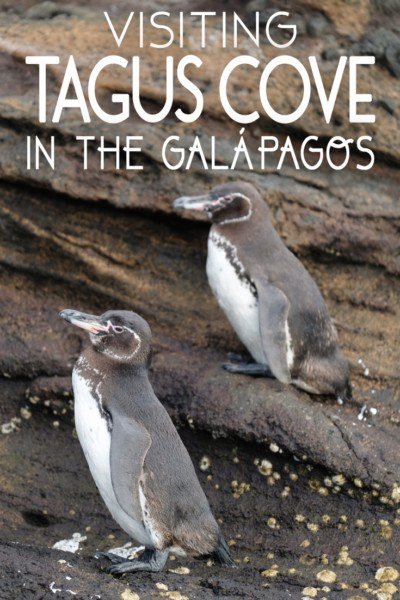 Visiting Tagus Cove in the Galápagos • The Blonde Abroad
