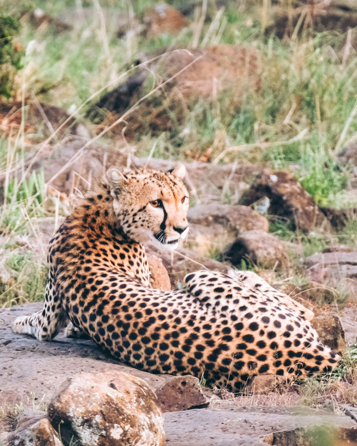 The Beginner's Guide to Photographing an African Safari • The Blonde Abroad