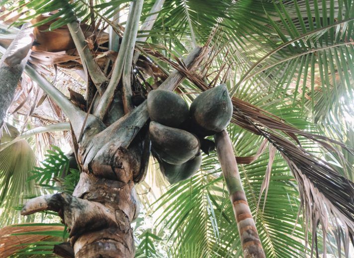 Tips for Buying a Coco De Mer in the Seychelles • The Blonde Abroad