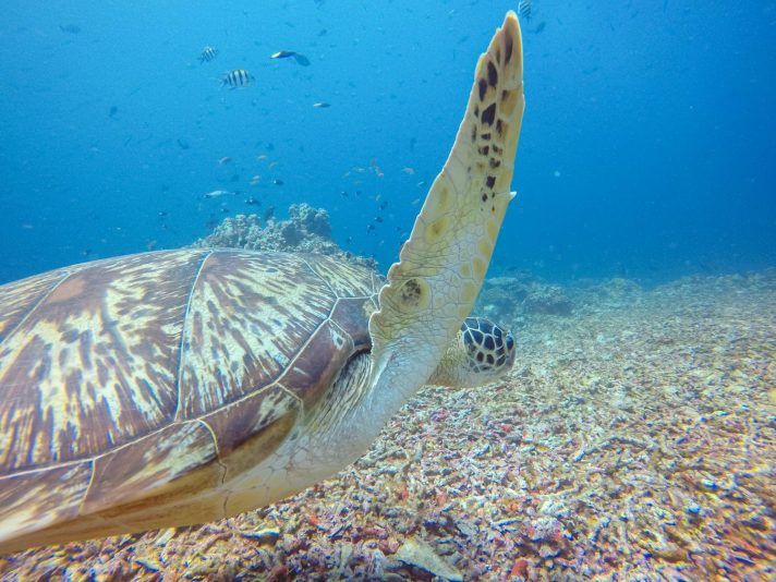 Scuba Diving with Trawangan Dive Centre in Gili T • The Blonde Abroad
