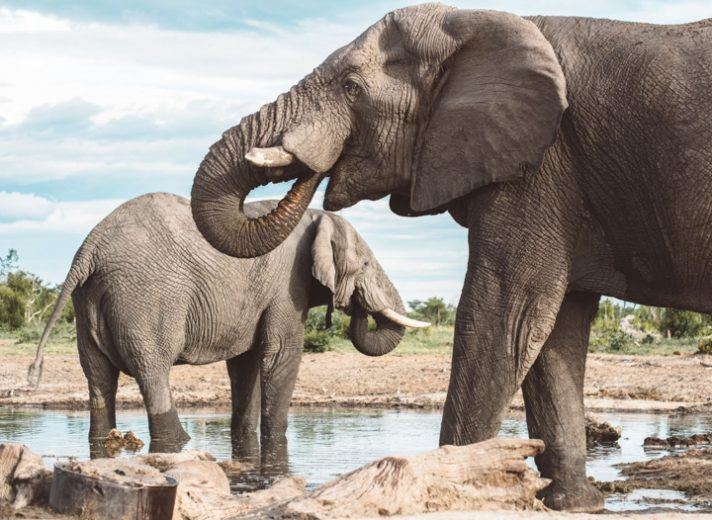 20 Photos to Inspire You to Visit Botswana • The Blonde Abroad