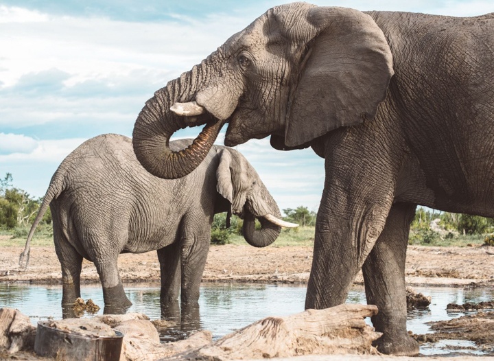 20 Photos to Inspire You to Visit Botswana • The Blonde Abroad