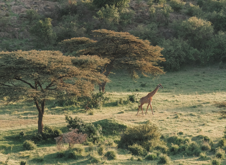 The Ultimate Kenya Travel Guide • The Blonde Abroad