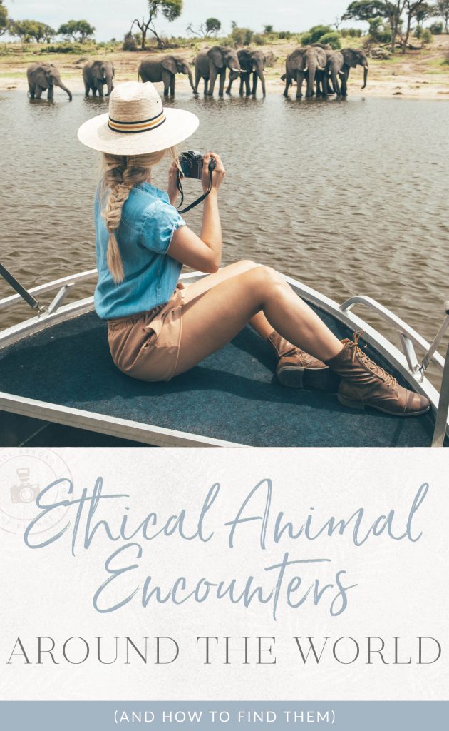 Ethical Animal Encounters Around the World (and How to Find Them)