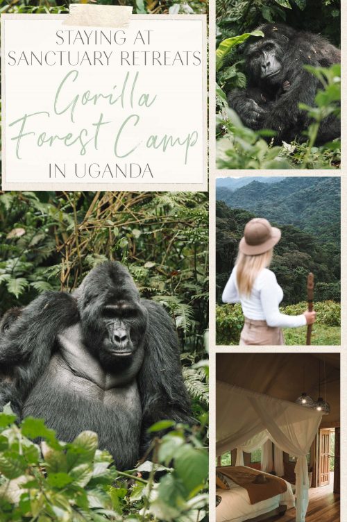 Staying at Sanctuary Retreats Gorilla Forest Camp in Uganda • The ...