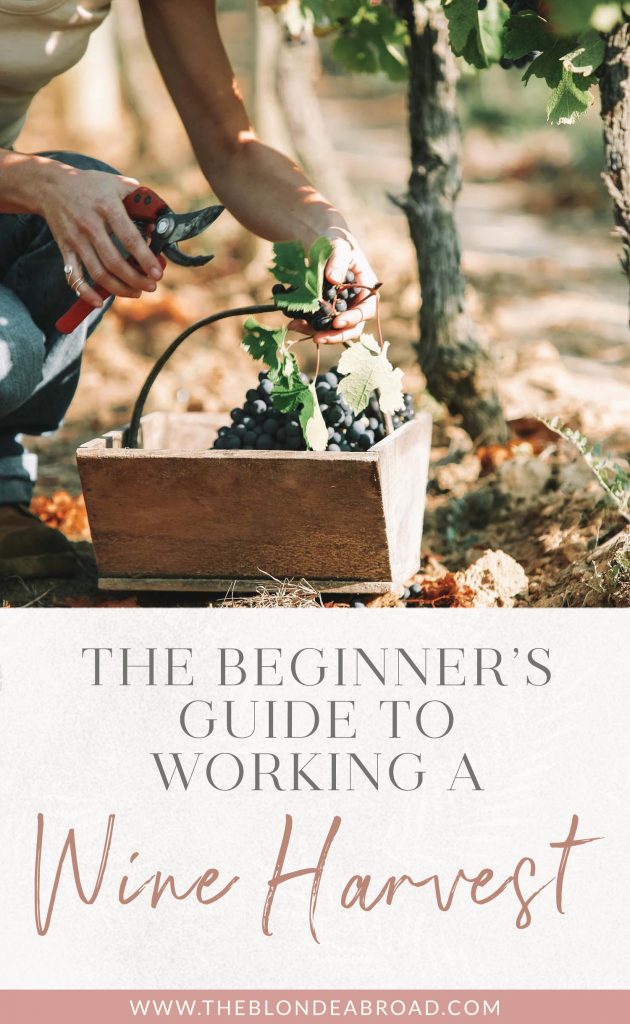 The Beginner’s Guide to Working a Wine Harvest • The Blonde Abroad