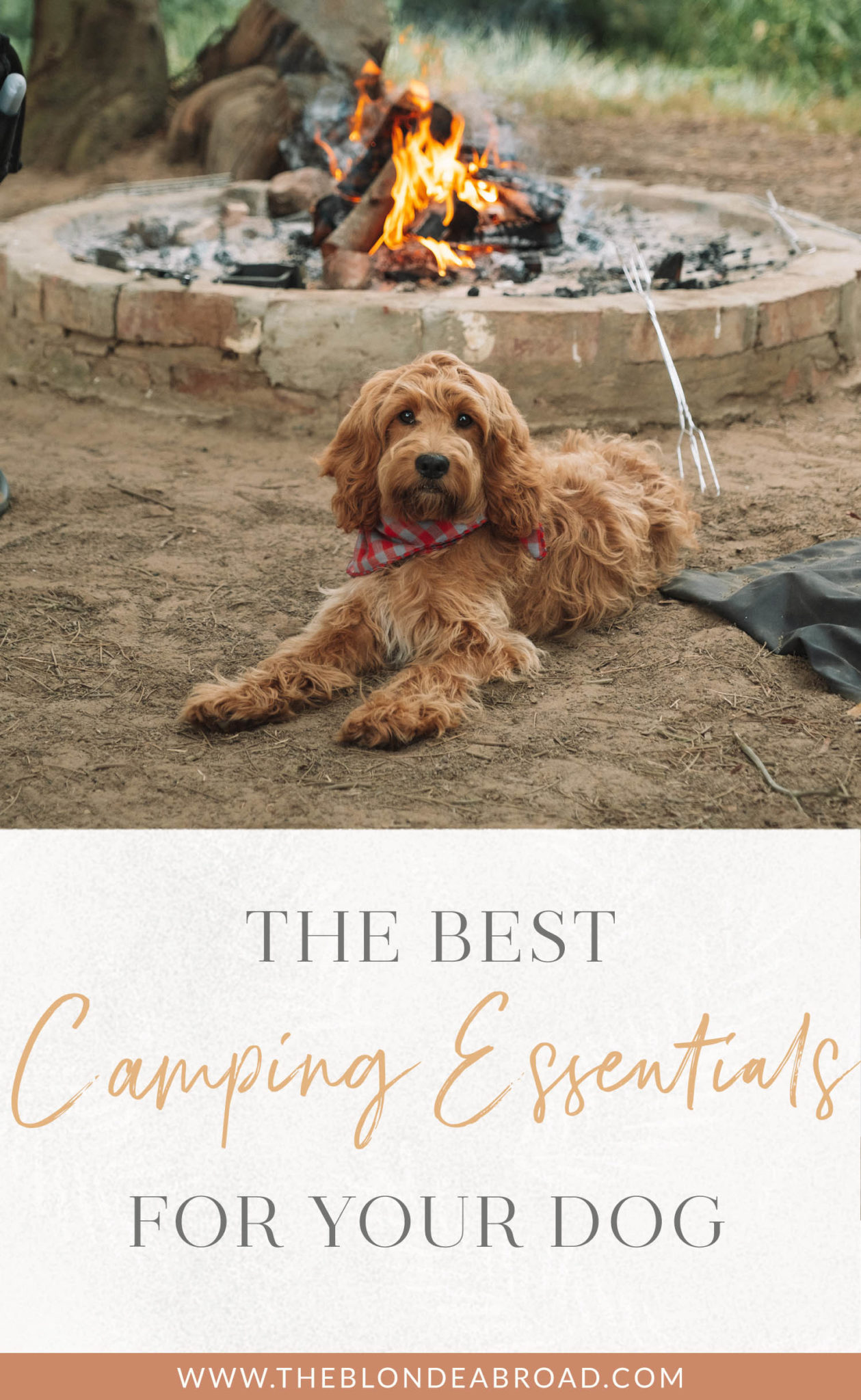 The Best Camping Essentials for Your Dog • The Blonde Abroad