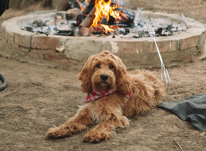 The Best Camping Essentials for Your Dog • The Blonde Abroad